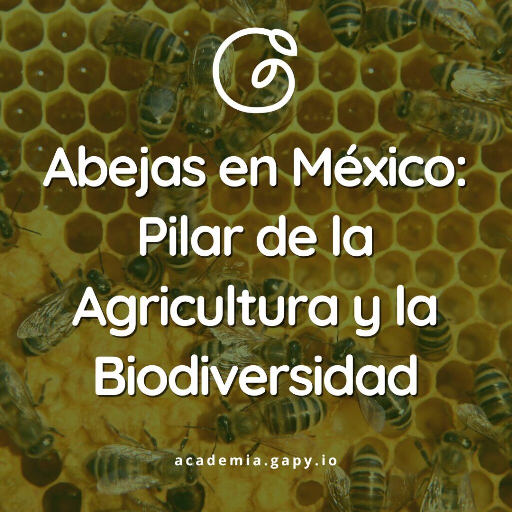 ¿Qué es B Corp y cómo certificar tu empresa?